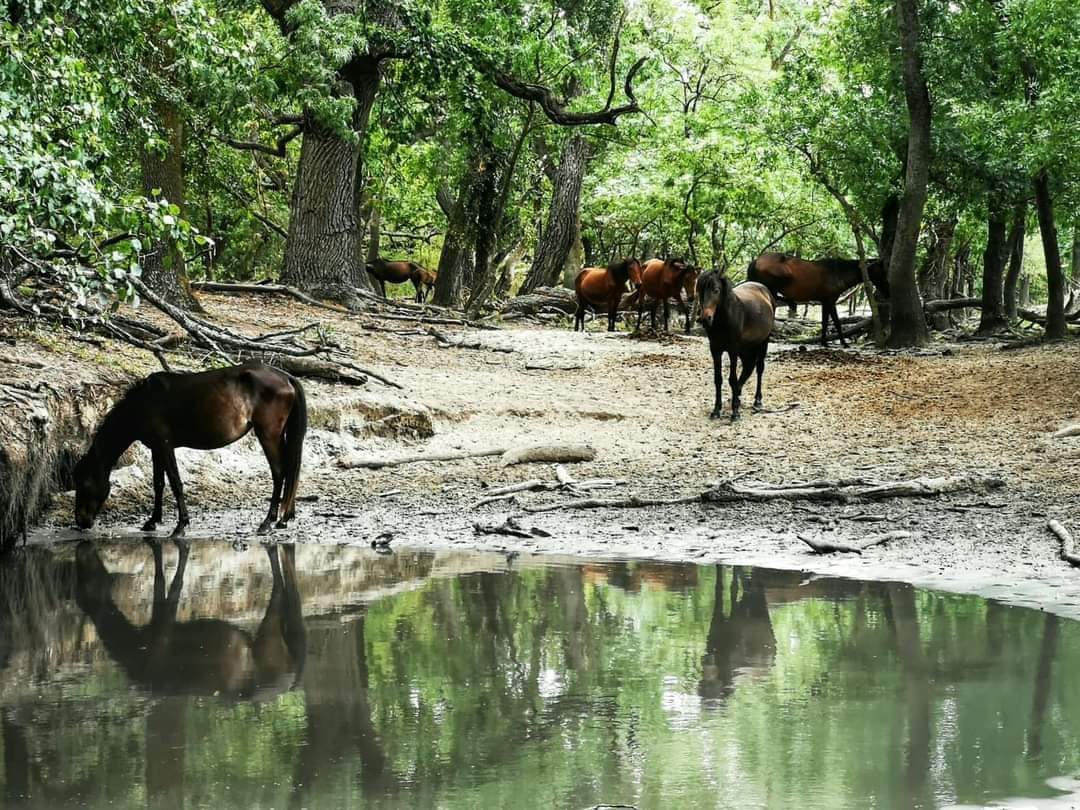 Letea Forest - Explore Danube Delta